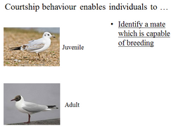 Courtship Behaviour | Teaching Resources
