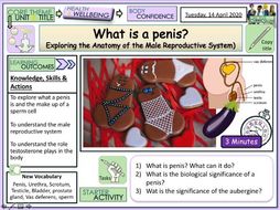 Penis + Male Anatomy - PSHE | Teaching Resources