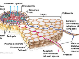 Symplast and Apoplast Pathways in Plants | Teaching Resources