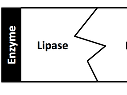 Digestive Enzymes Jigsaw Game | Teaching Resources