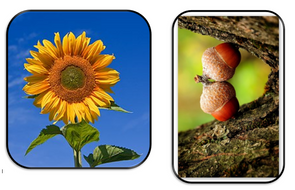 Outdoor Maths Subitising Cards | Teaching Resources