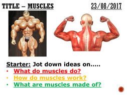 Muscles - complete lesson (KS3) | Teaching Resources