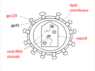 Topic 2.4: Cell recognition and the immune system (AQA A-level Biology ...