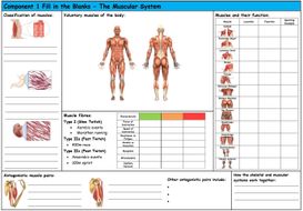 GCSE PE – Edexcel (9-1) – 5 X Skeletal & Muscular System Revision ...