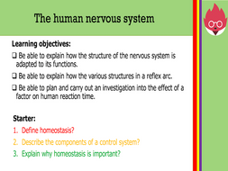 AQA GCSE Biology- The human nervous system | Teaching Resources