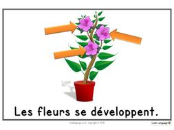 Life cycle of a plant in French - display posters | Teaching Resources