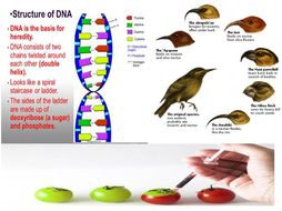 Adaptations and Environment DNA and Cloning and Evolution Bundle ...