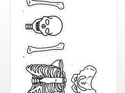 Build your own skeleton | Teaching Resources
