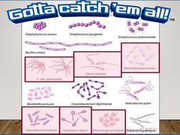 KS4 B5.3 Growing Bacteria in the lab | Teaching Resources