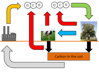 Topic B7: Ecology (AQA Trilogy GCSE Combined Science) | Teaching Resources