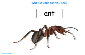 Phonics - 'a' as in ant - Introduce and Teach | Teaching Resources