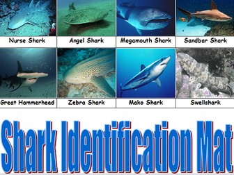 KS1 &2 Sharks (5 resources) | Teaching Resources