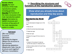KS3 Male reproductive system | Teaching Resources