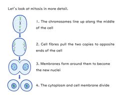Mitosis Slides and Worksheet (GCSE Biology AQA) | Teaching Resources