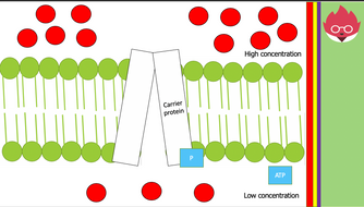 AQA GCSE Biology- Active transport | Teaching Resources