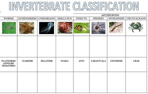 Invertebrate Classification | Teaching Resources