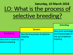 Selective breeding lesson | Teaching Resources