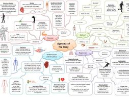 Systems of the Body Revision Mind-map | Teaching Resources