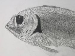 TONAL FISH DRAWING | Teaching Resources