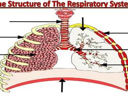 Edexcel 9-1 GCSE PE - The Respiratory System - Structure Of The ...