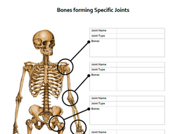 A&P Skeletal System: Bones forming Joints by miketylersport | Teaching ...