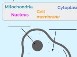 KS3 Labelling animal cells worksheet | Teaching Resources