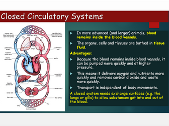 OCR A level Biology Module 3 - Transport in animals topic | Teaching ...