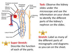 Kidney Structure, Histology & Dissection - OCR AS/A Level Biology ...