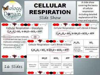 Photosynthesis and Cellular Respiration Bundle by BiologyDomain ...