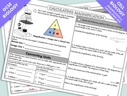 GCSE Biology: Calculating Magnification and Size of Specimens ...