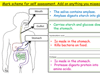 Digestive system and enzyme function and graphs | Teaching Resources