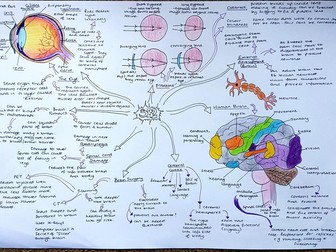 SB4 Natural Selection & Evolution Revision Mindmap Edexcel | Teaching ...
