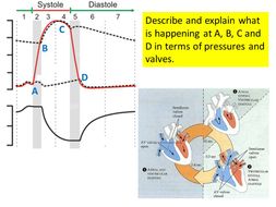 Cardiac Cycle - OCR AS/A Level Biology | Teaching Resources