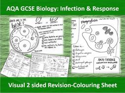 Infection and Response Revision - NEW AQA GCSE Trilogy Biology - 2 sided Revision/Colouring ...