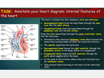 OCR A level Biology Module 3 - Transport in animals topic | Teaching ...
