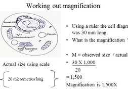 magnification | Teaching Resources