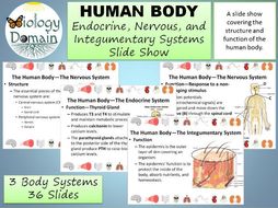 Human Body: Endocrine, Nervous, and Integumentary Systems Slide Show ...