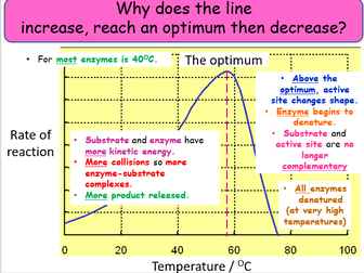 Digestive system and enzyme function and graphs | Teaching Resources