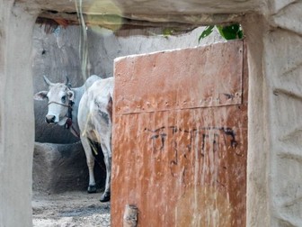 Cambridge / CIE IGCSE Poetry Anthology Bundle | Teaching Resources