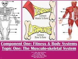 AQA 9-1 GCSE PE - The Muscular System | Teaching Resources