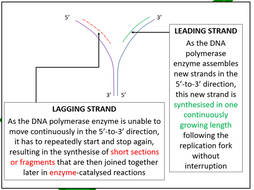 Semi-conservative DNA replication (OCR A-level Biology) | Teaching ...