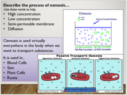 KS4 B1.7 Osmosis | Teaching Resources