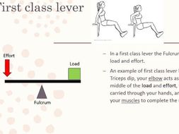 Lever systems in the body | Teaching Resources