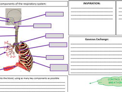 Respiratory system revision sheet - BTEC National Sport Unit 1 - Anatomy & Physiology - Topic C ...