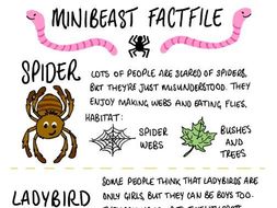 Minibeast Fact File | Teaching Resources