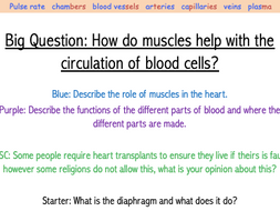 Year 7 Muscles and Blood Lesson (7Cb) | Teaching Resources