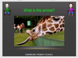 NATURAL SELECTION (GIRAFFES) | Teaching Resources