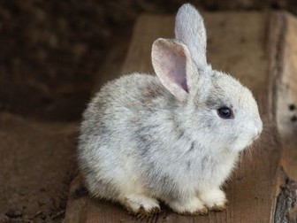 Of Mice + Men Resource Unit (Functional Skills): For Special Needs ...