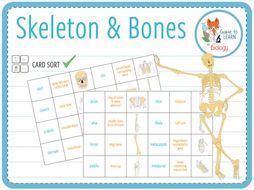 Skeleton and Bones - Card sort (KS2/3) | Teaching Resources
