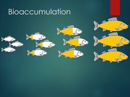Bioaccumulation Full Lesson | Teaching Resources